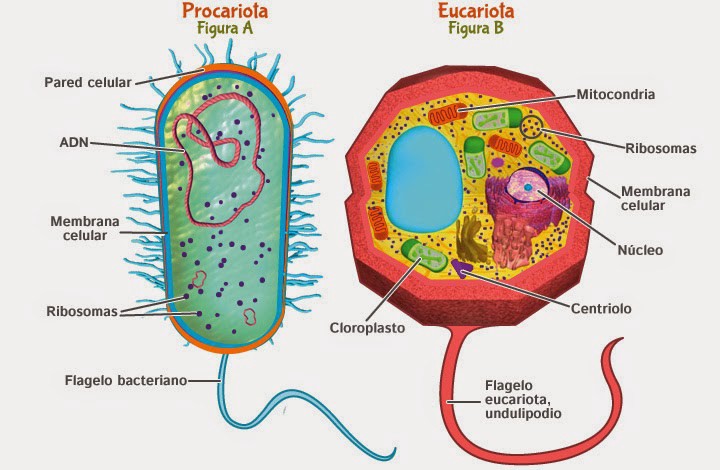 Celula procariota - Características y funciones | Cursos Online Web