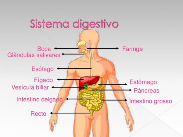 Funcion del sistema digestivo humano | Cursos Online Web