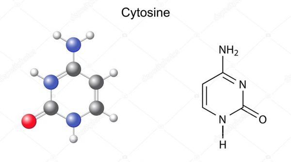 Estructura del ADN | Cursos Online Web