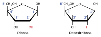 Estructura del ADN | Cursos Online Web