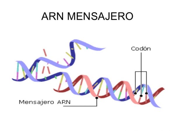 Estructura Del Arn