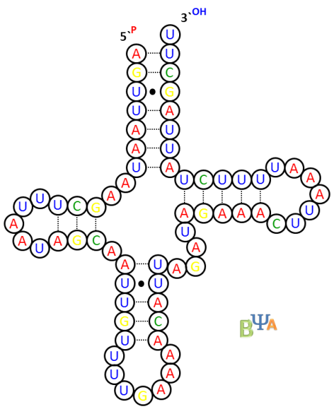 Estructura del ARN | Cursos Online Web