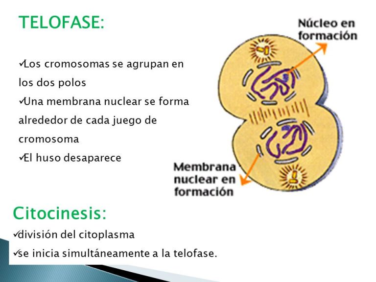 ¿Qué es la Mitosis? | Cursos Online Web
