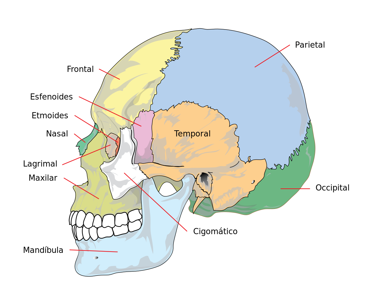 Clases de cabeza. Conoce los tipos de cabeza mas comunes.