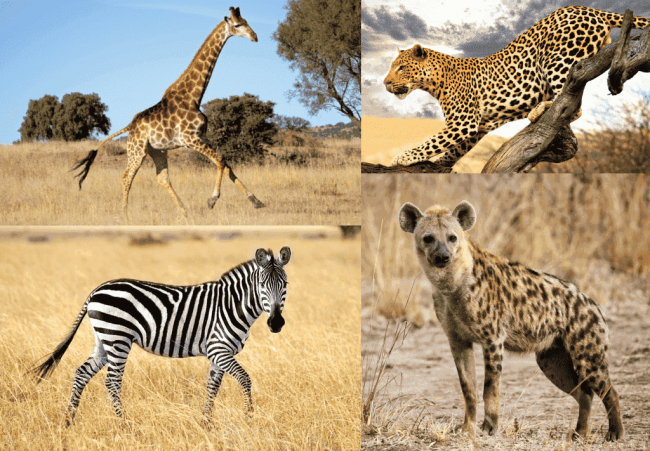 Animales de la Pradera