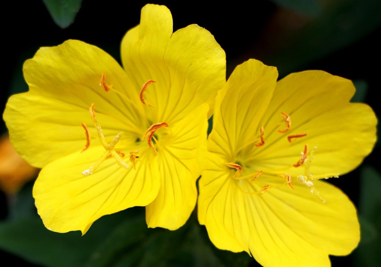 Propiedades del aceite de onagra | Cursos Online Web